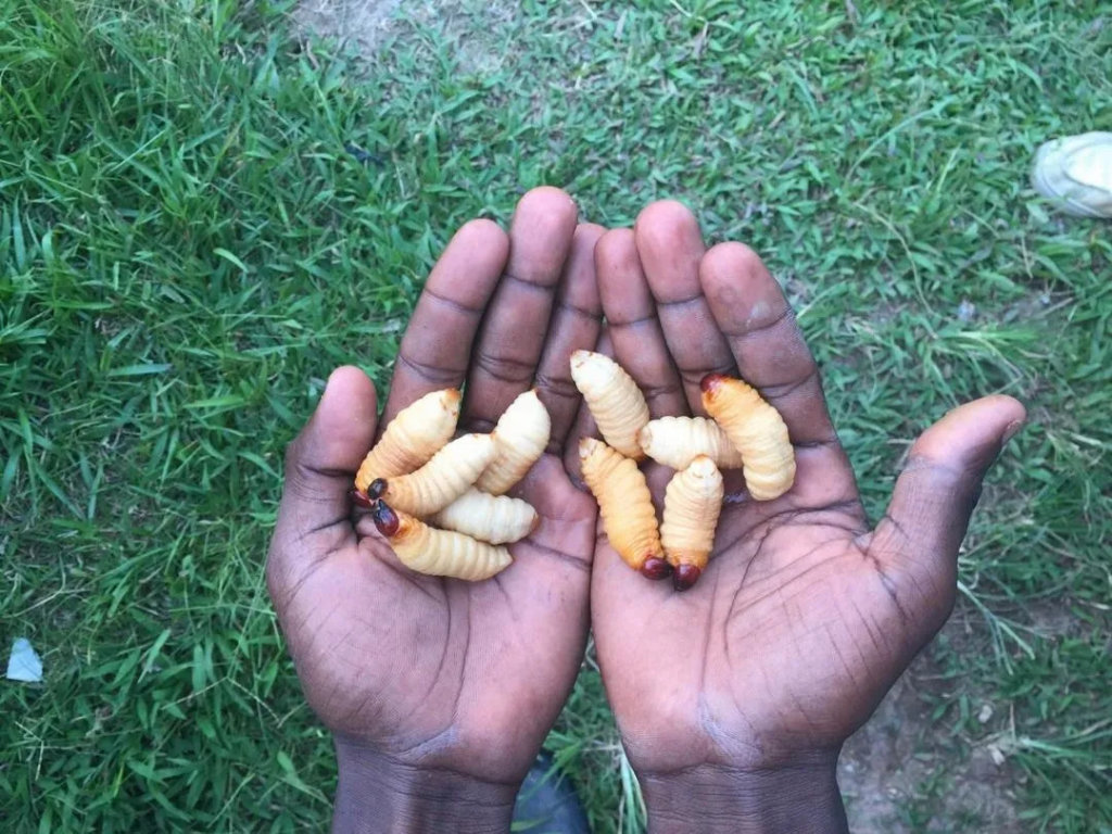 The Nutritional Facts and Health benefits of Edible Palm Weevil Larvae ...