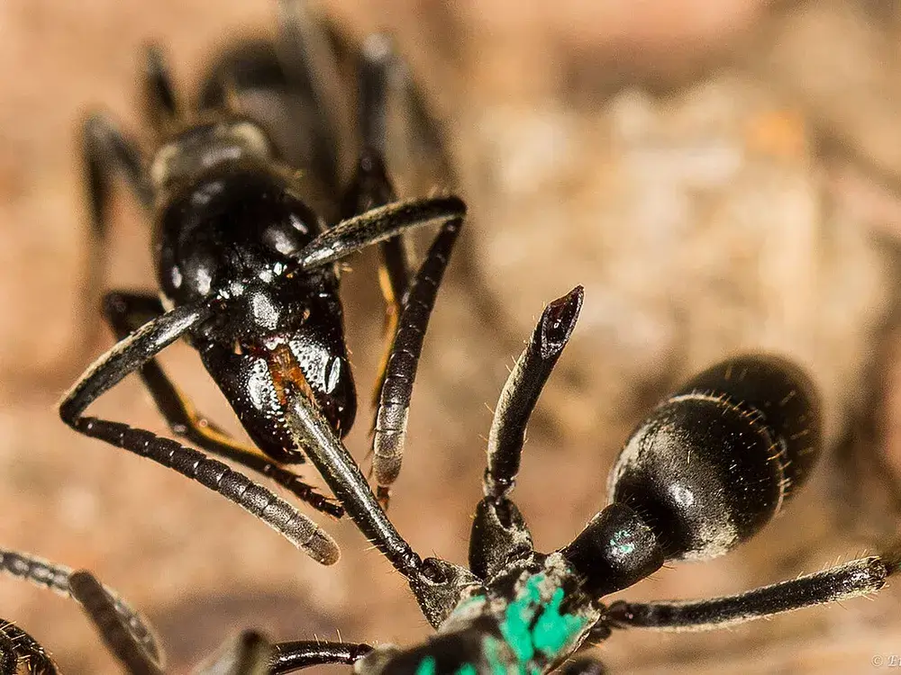 African Matabele ants are world's tiniest doctors
