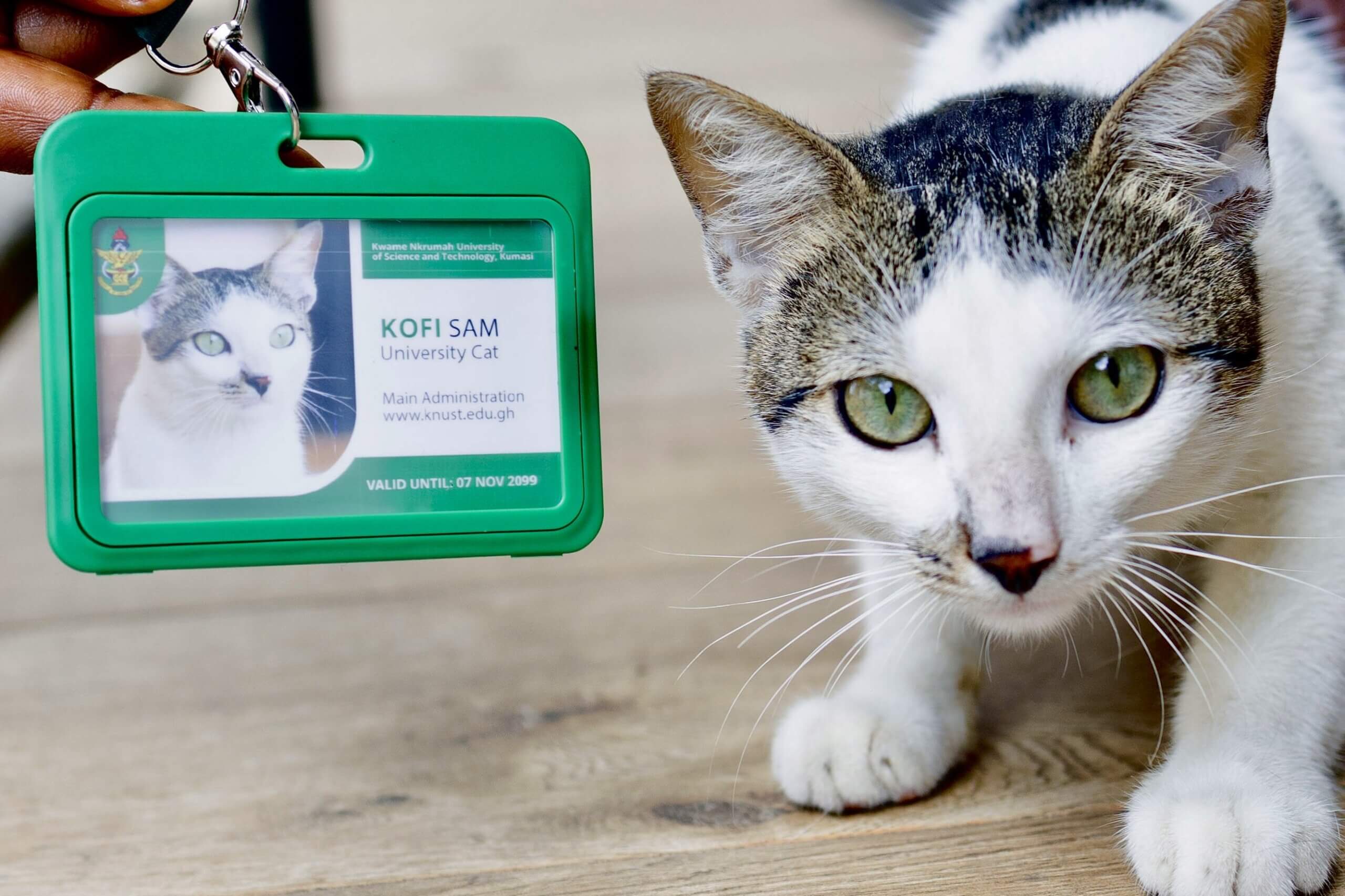 KNUST introduces Ghana's first Campus Cat Identity Initiative